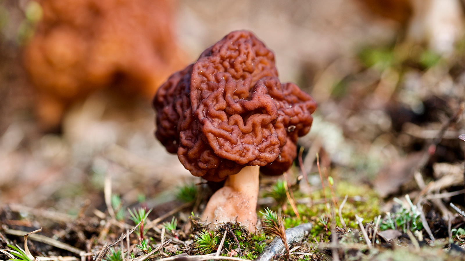 Cтрочок (Gyromitra)